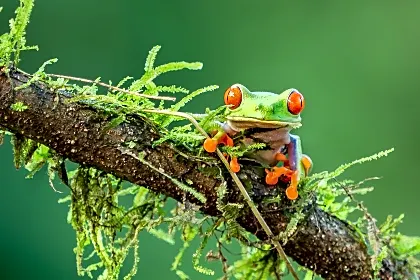 Red-Eyed Tree Frog of Costa Rica: Spotting Locations & Fun Facts