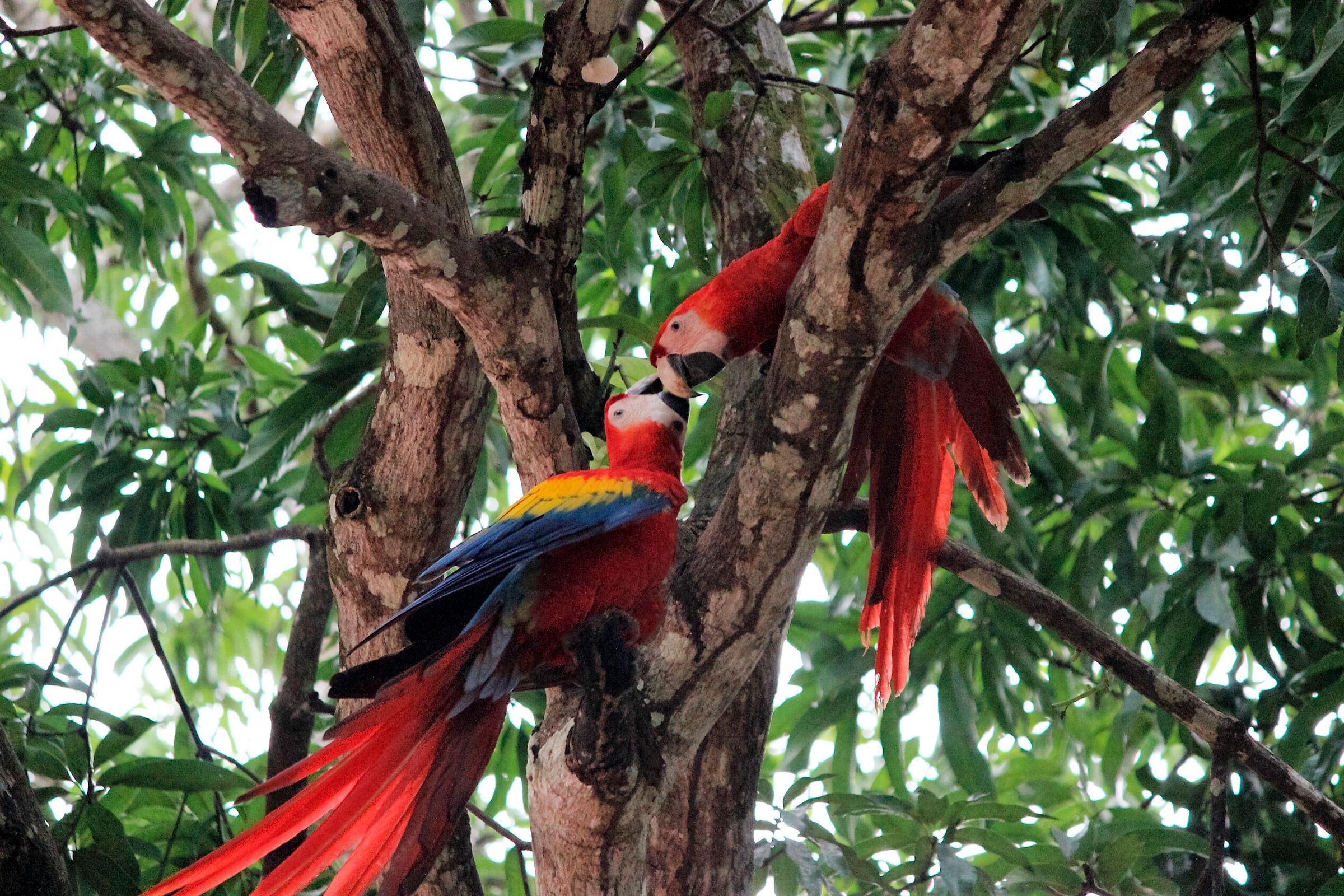 Verde Macaw