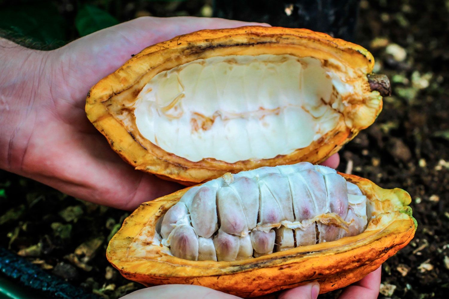 Chocolate Farm Visit