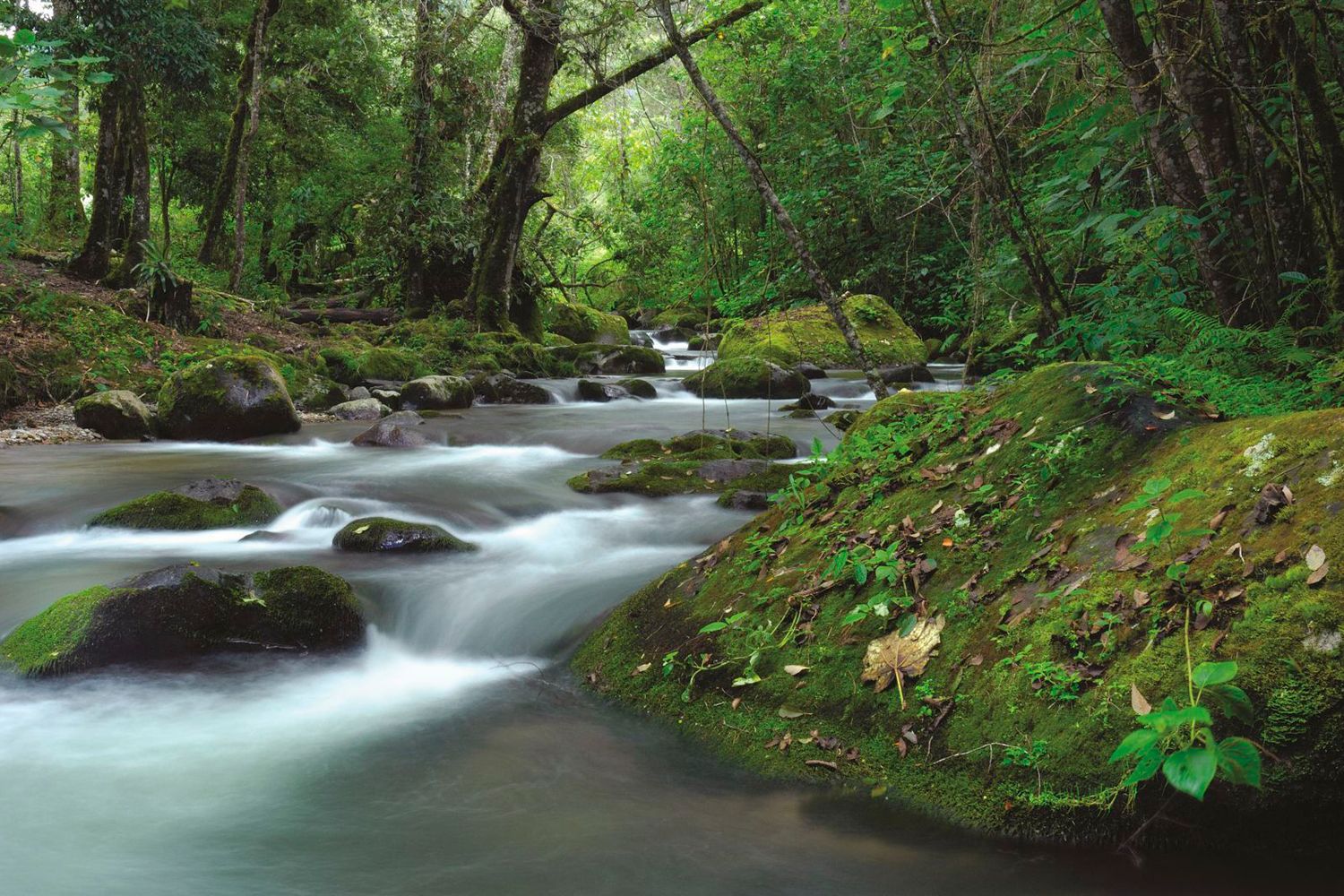 Visit San Gerardo de Dota, a Cloud Forest Escape & Uvita, Costa Rica