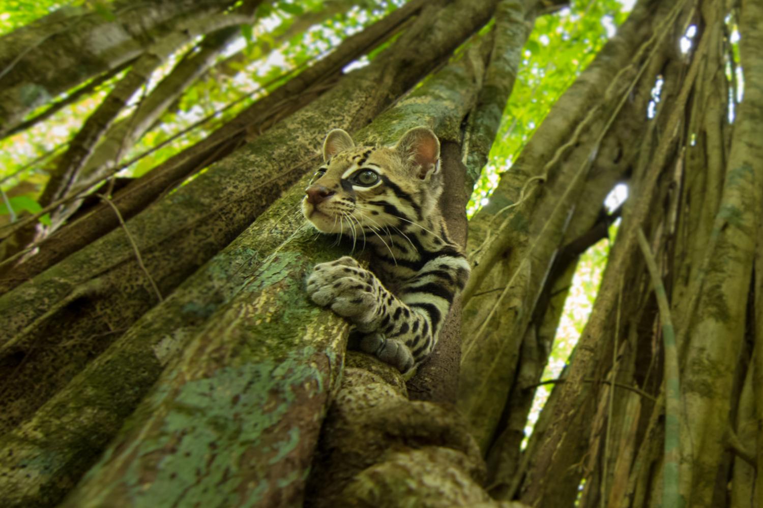 Visit the Osa Peninsula of Costa Rica: Let Your Adventure Begin