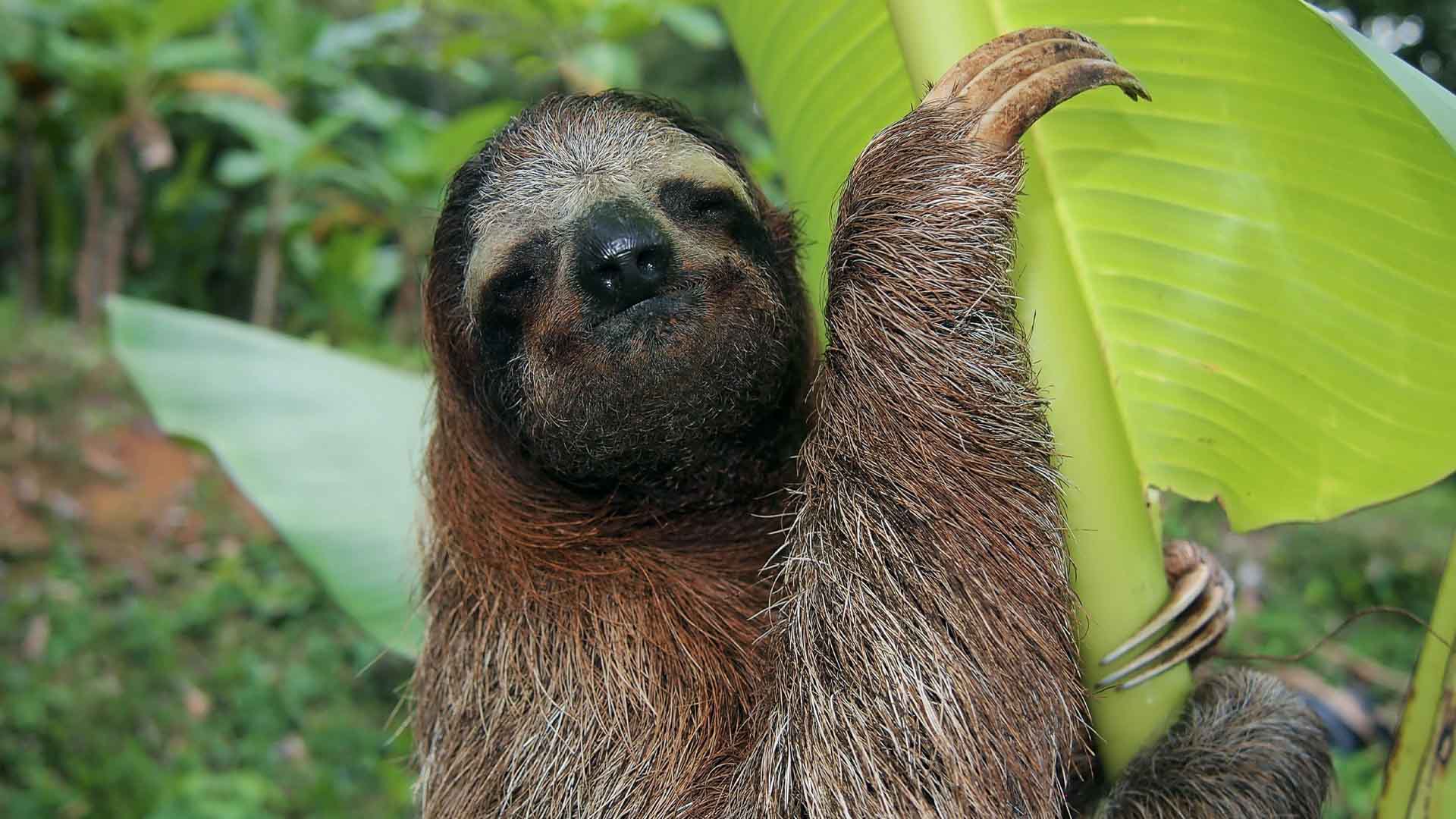 Travel with Pets to Costa Rica - Hotels & Resorts 2024