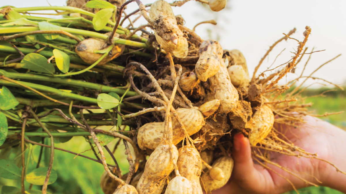 Georgia: American Peanut Growers Group to open new processing facility ...