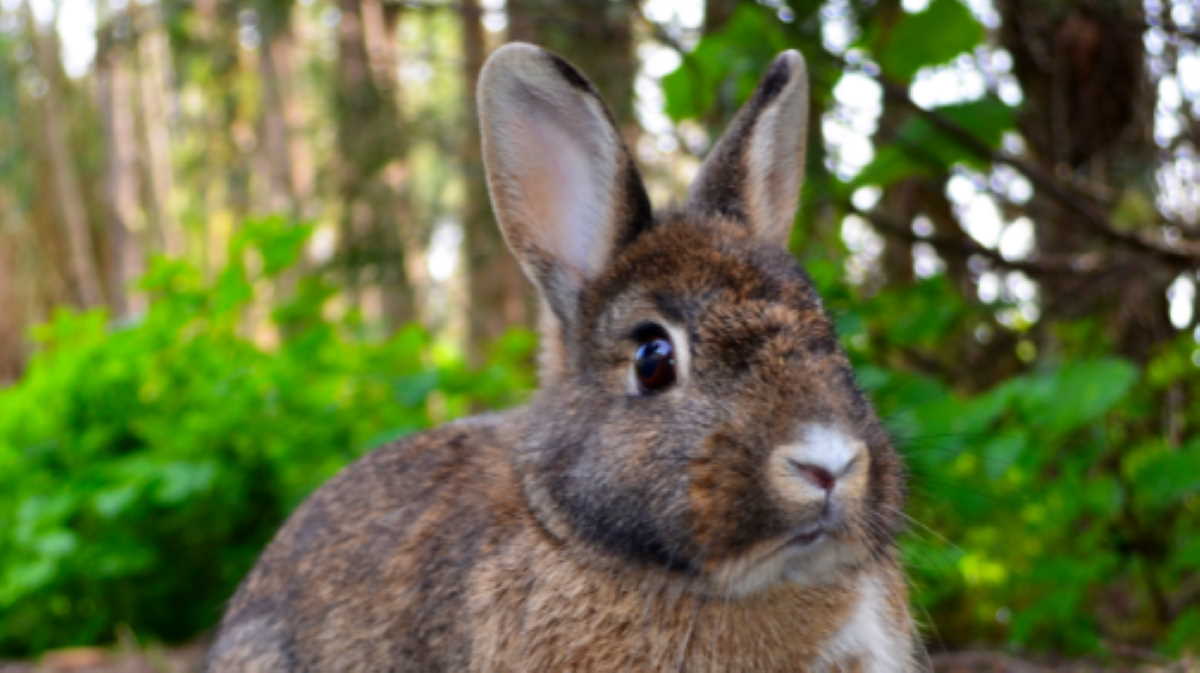 Michigan authorizes new vaccine to protect domestic rabbits against ...