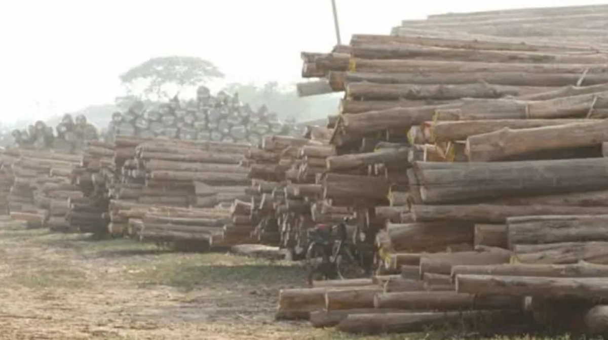 Myanmar seizes over 510 tons of illegal timbers over one month ...