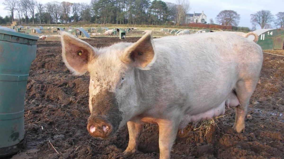 Russiaâ€™s pork exports to Vietnam fall significantly in November ...