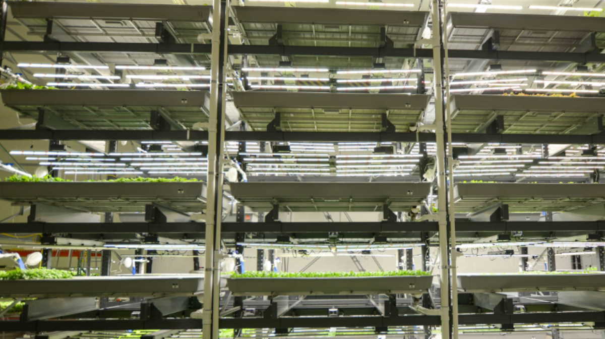 Bowery Farming to open indoor vertical farm in Locust Grove, create 100 ...