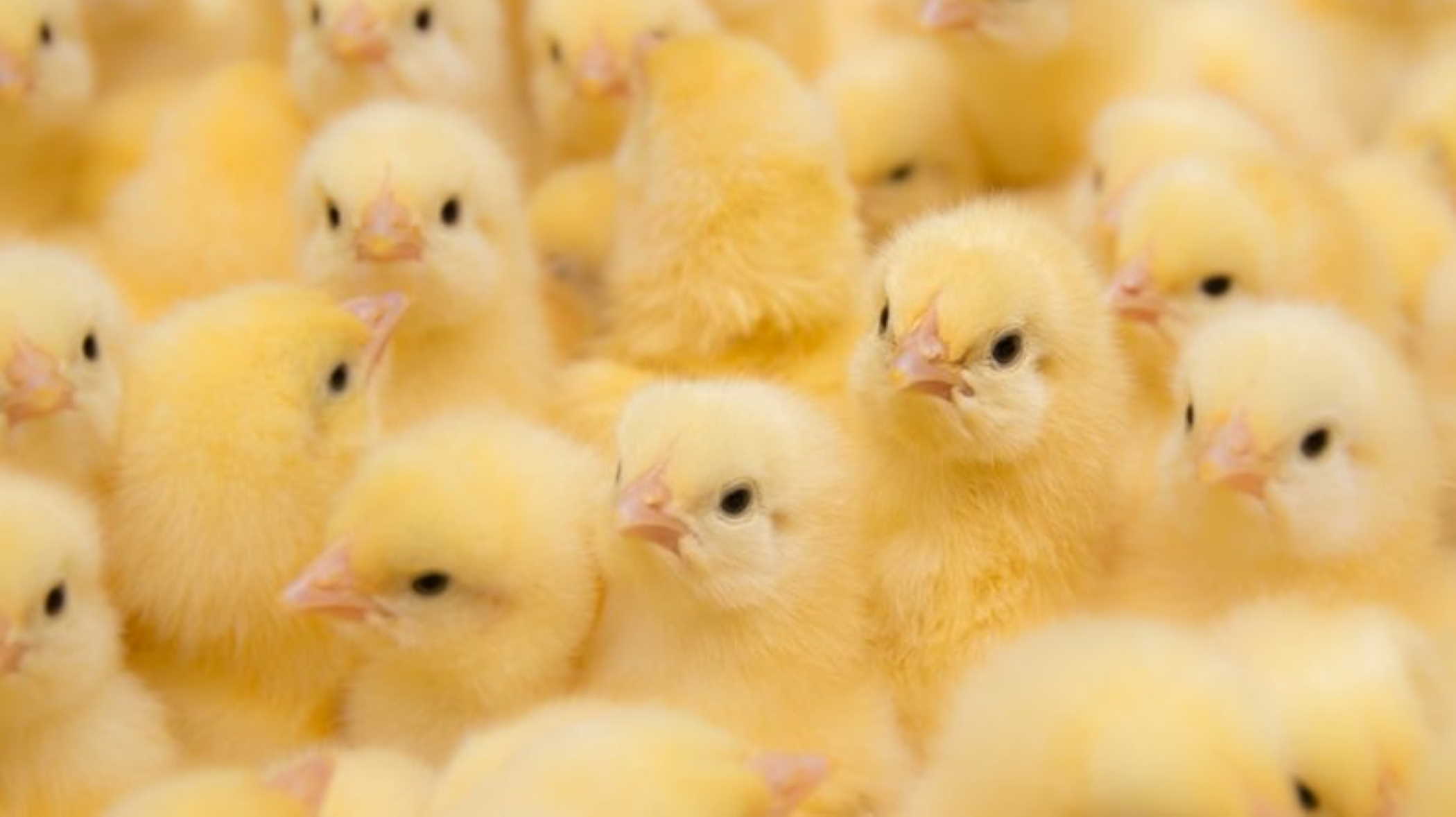 Germany: Phasing-out of chick culling came into effect | Agrifish ...