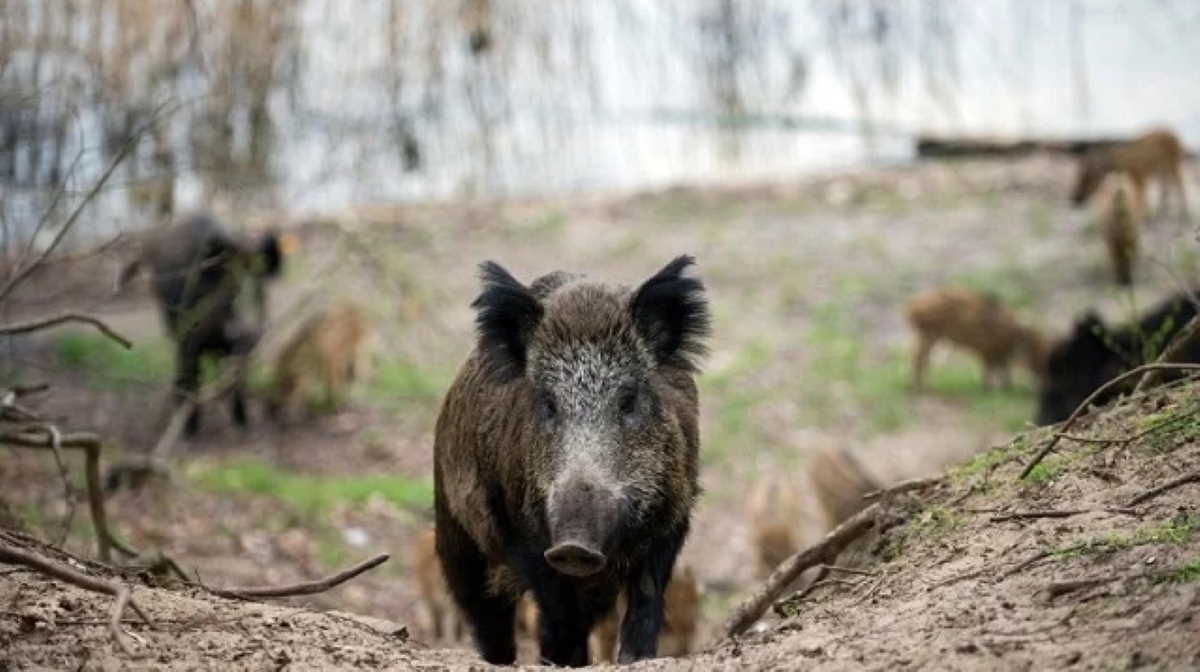 Swine fever in wild boars worries Italy's pork industry | Agrifish ...