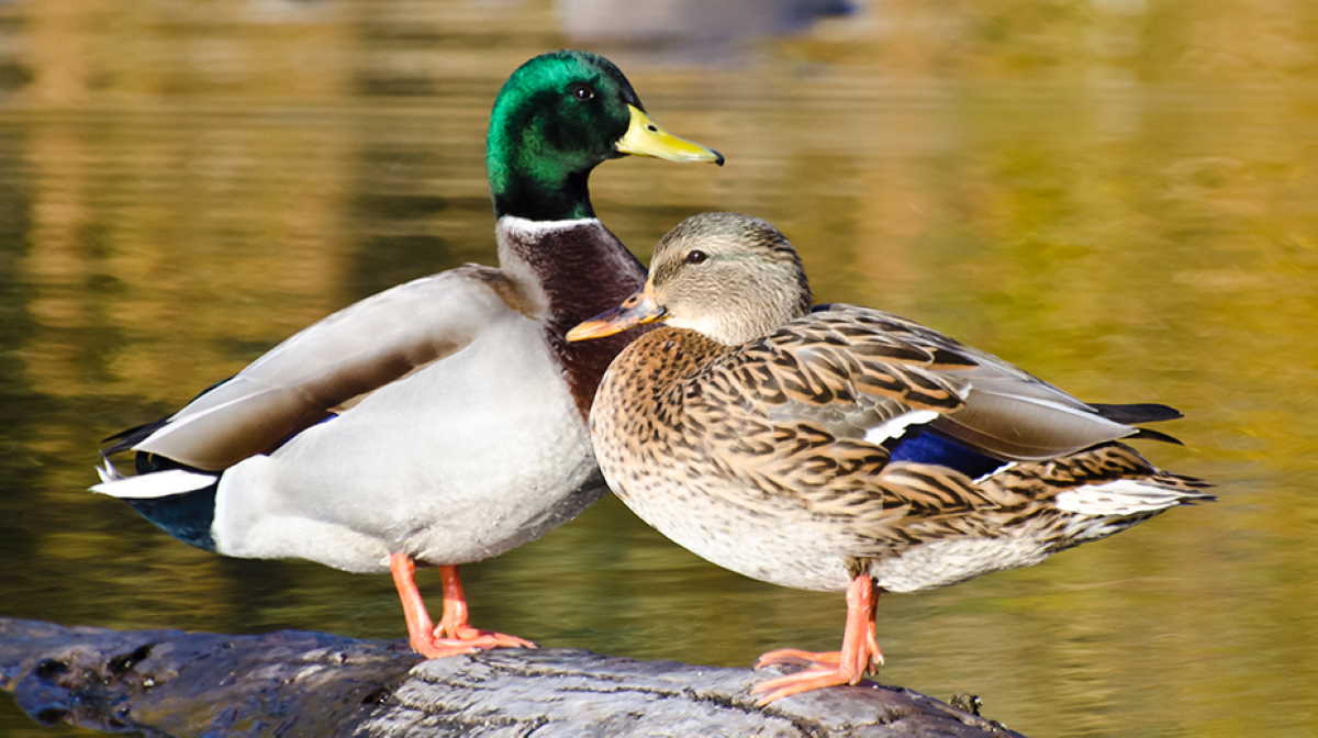 USDA confirms Avian Influenza in wild waterfowl in North Carolina and ...