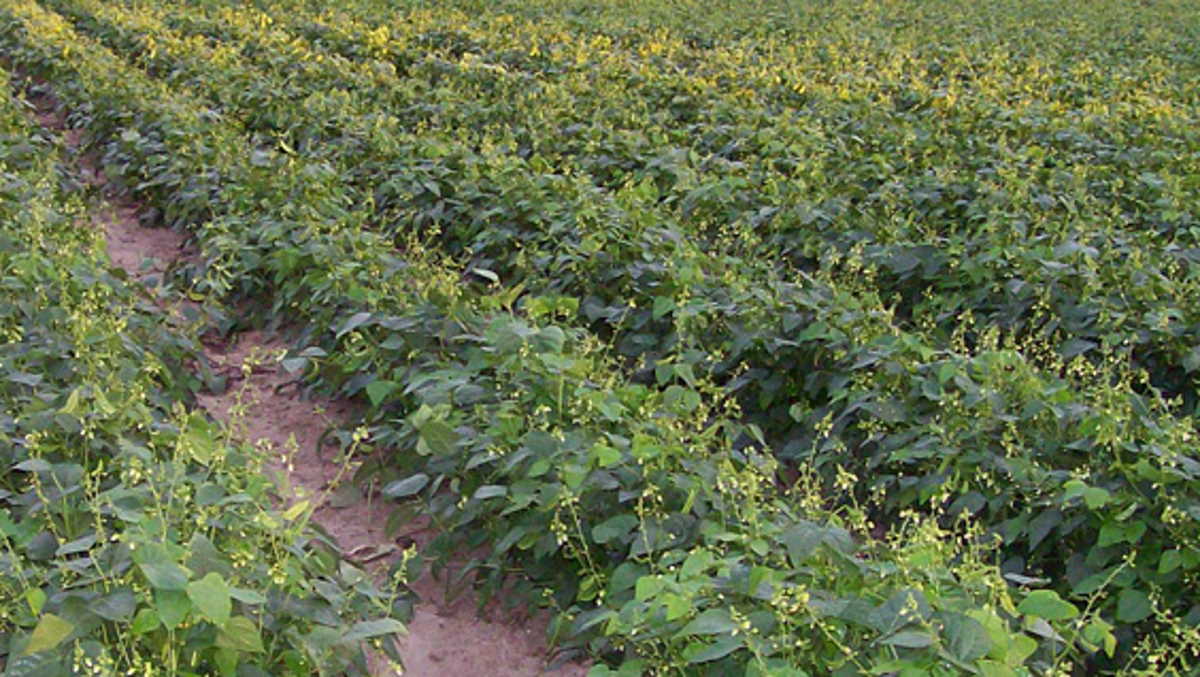 Upcycle Company establishing operations in Lee County, South Carolina ...