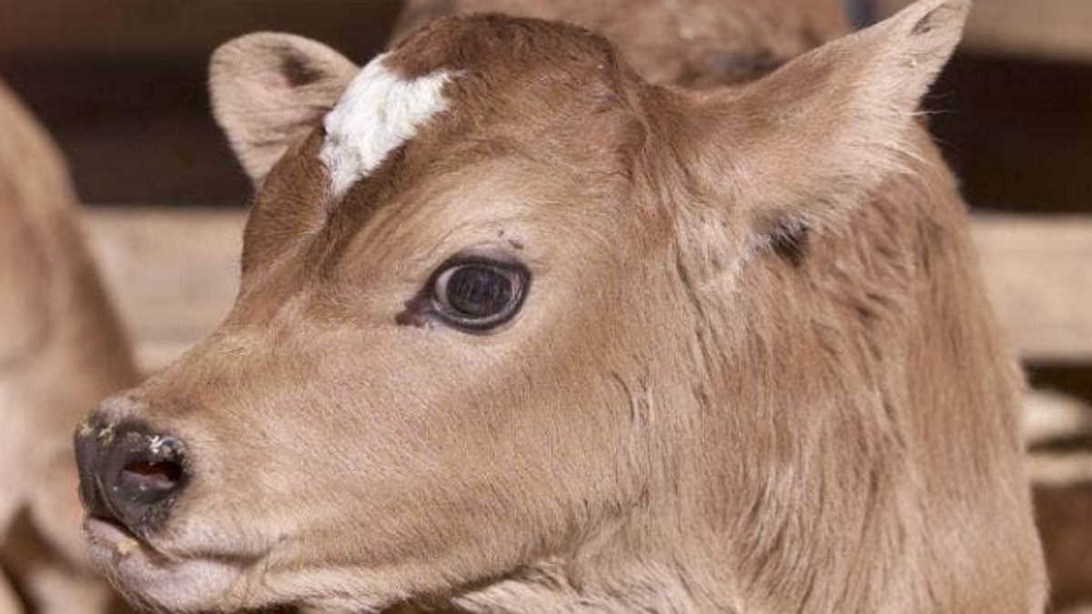 Fonterra orders end to killing bobby calves on dairy farms | Agrifish ...
