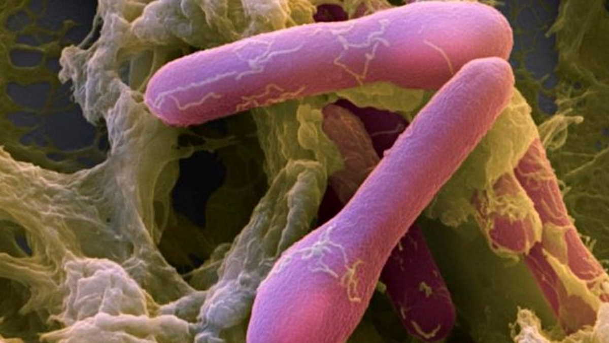 Clostridium Botulinum type C found in alfalfa hay cubes tied to death ...