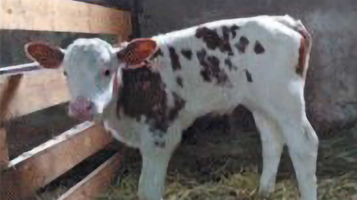 Russia’s first cloned cow gives birth to healthy calf in Moscow region ...
