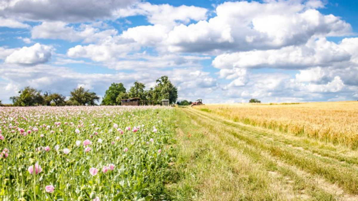 Defra: Six more sustainable farming standards to replace Basic Payment ...