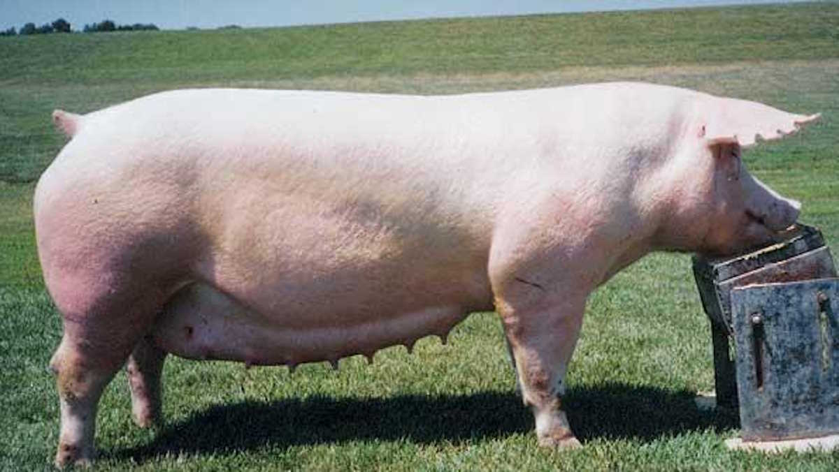 China lifts five-year ban on Belgium pig, pork products over African ...