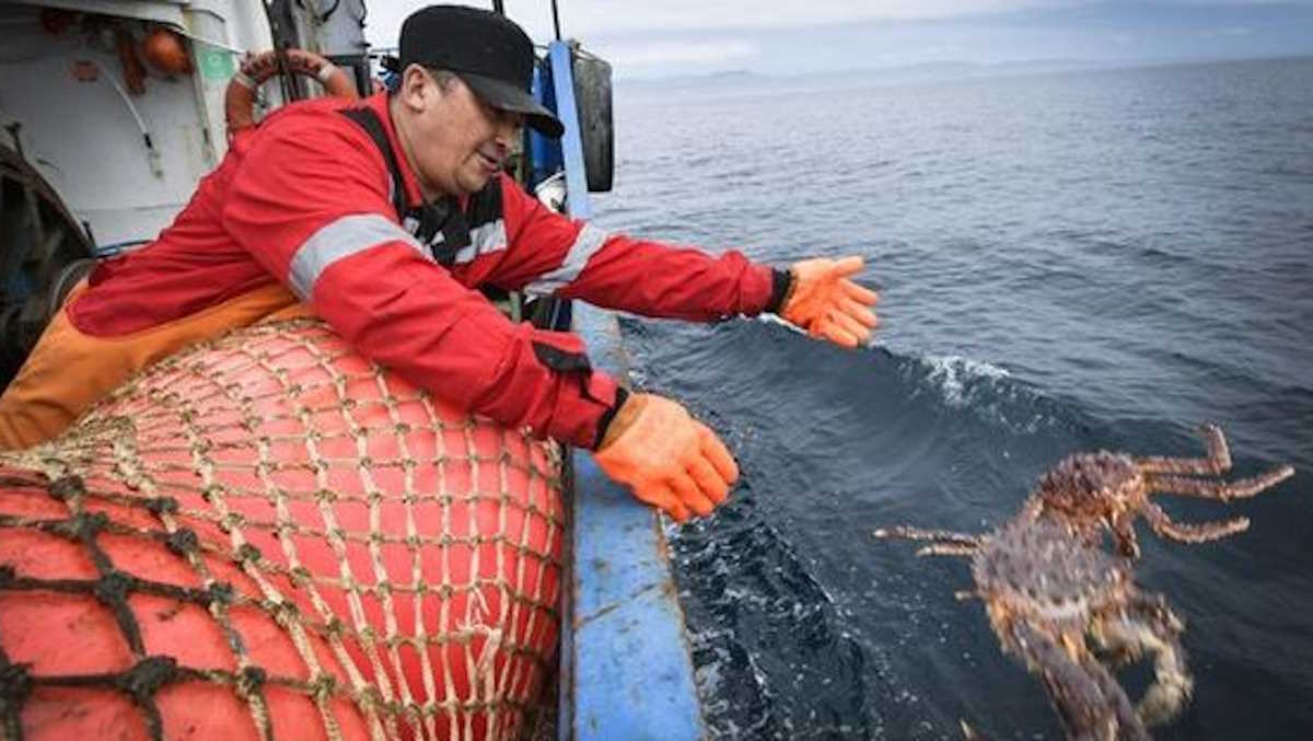 Norwegian king crab export hits record | Agrifish | POST Online Media