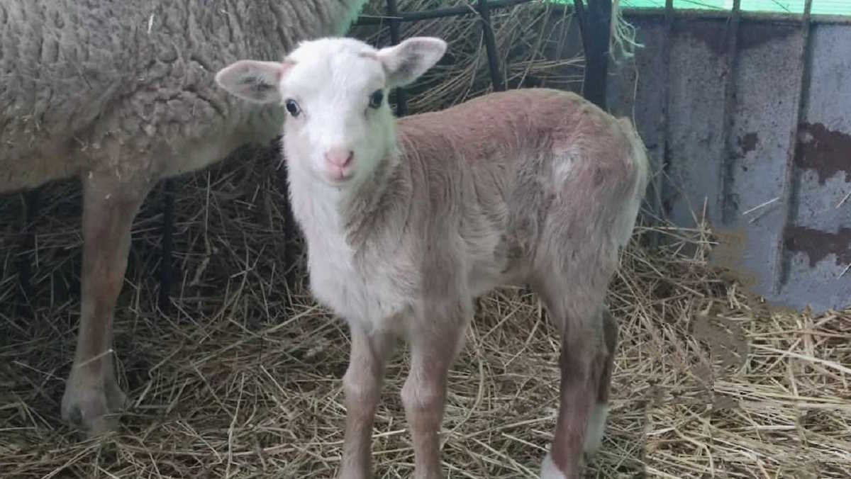 Russian scientists receive viable offspring from hybrid clone of ...