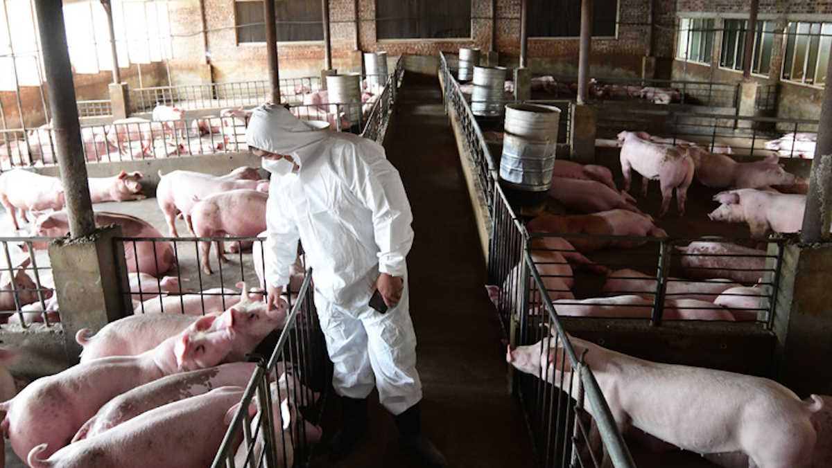 Hong Kong: Pig culling operation on Sheung Shui pig farm with pigs ...