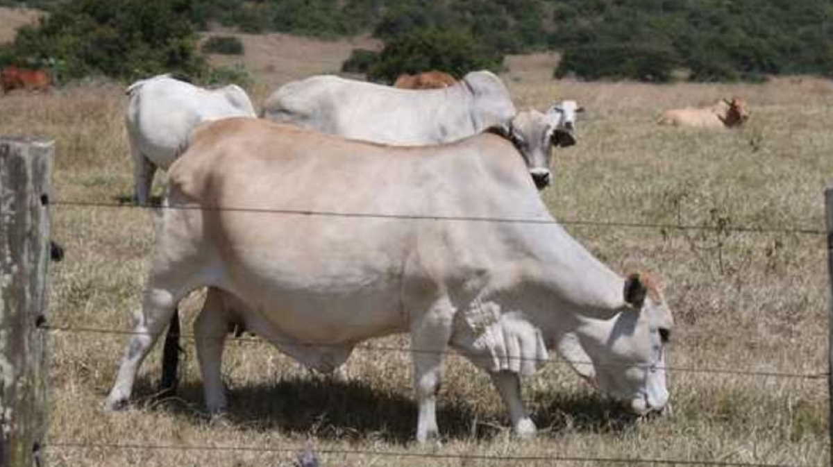 Invasive blue tick spreads among cattle in Africa | Agrifish | POST ...