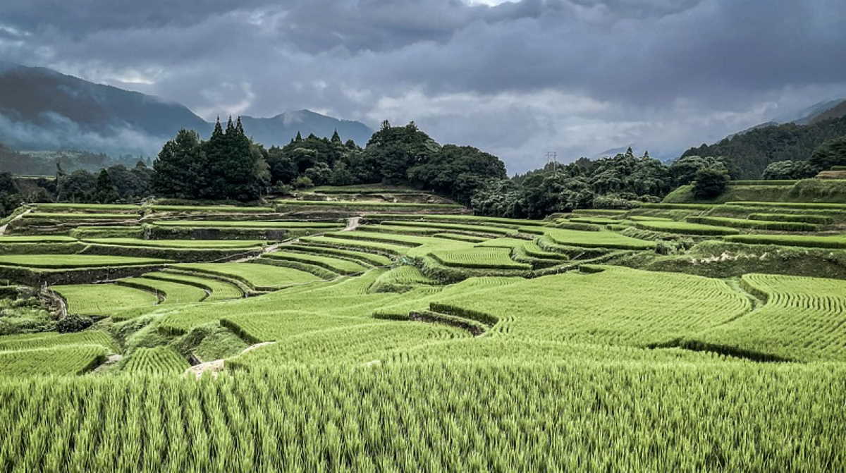 Japan’s food exports reach $8.7 billion mark | Agrifish | POST Online Media