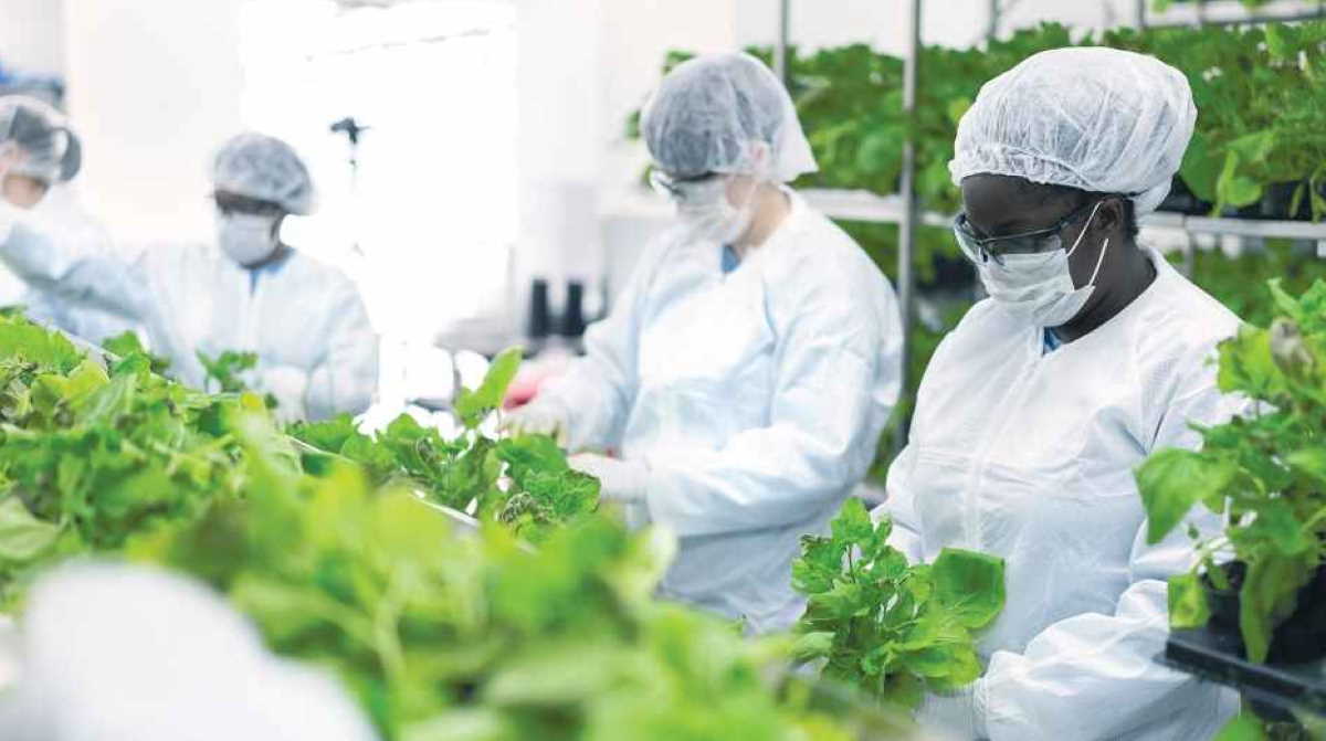 Health Canada authorizes Medicago COVID-19 vaccine for adults | Health ...