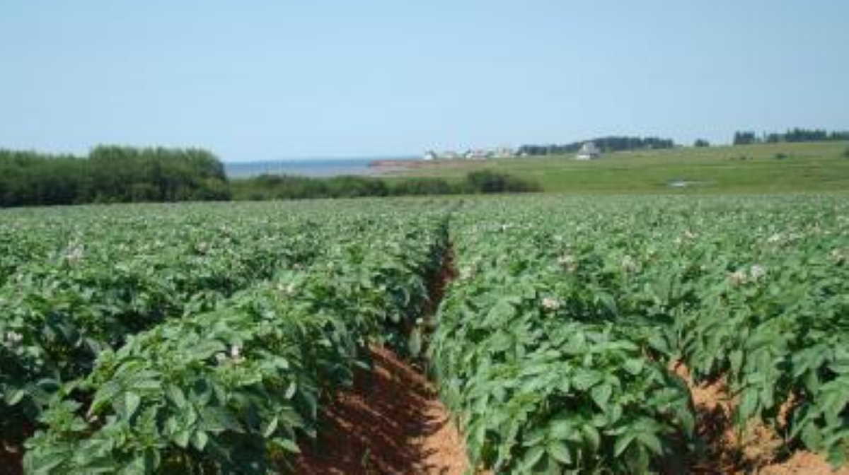 Canada restores exports of Prince Edward Island table stock potatoes to ...