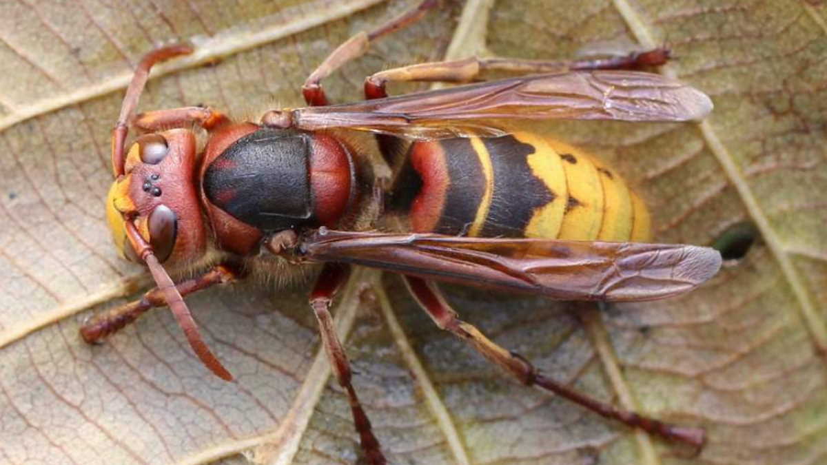 Invasive Asian hornet rapidly spreading in Switzerland | Agrifish ...