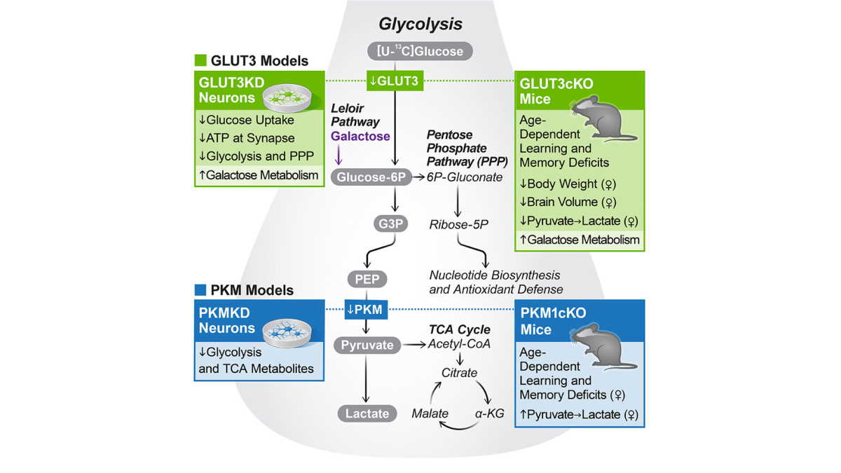Scientists discover key role of glucose in brain activity | Health ...