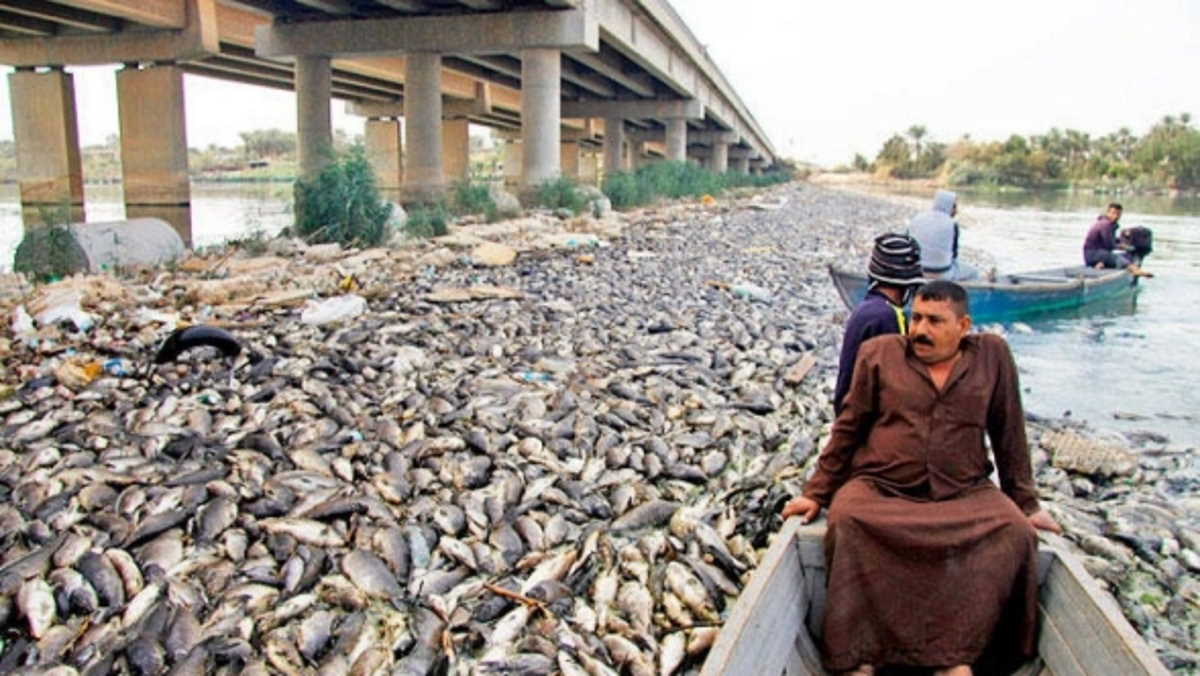 Thousands of fish in Iraqi river die due to lack of oxygen | Agrifish ...
