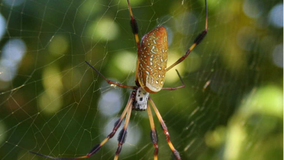Massive Joro spiders are gentle giants | Meantime | POST Online Media