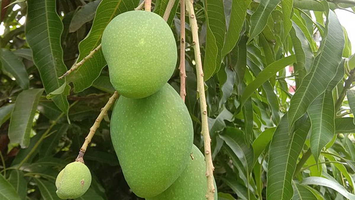 South Korean government conducts quality inspection of Brazilian ...