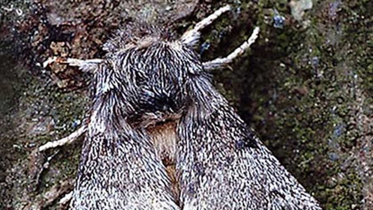 UK Forestry Commission takes action to manage oak tree pest | Agrifish ...