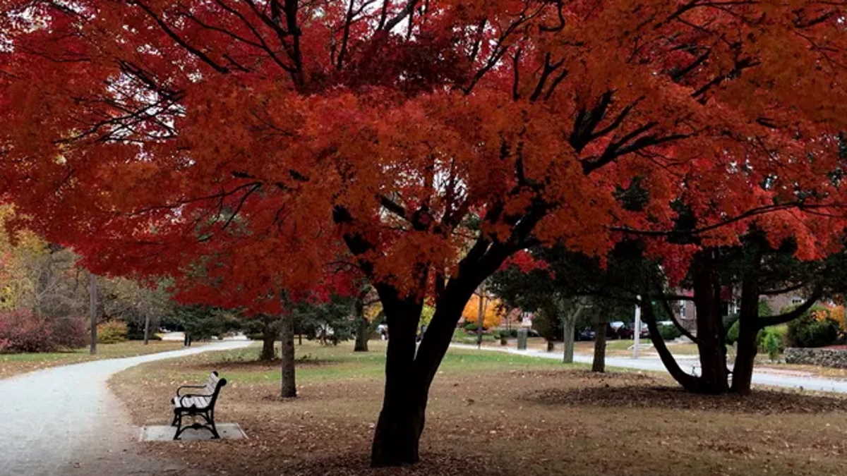Free trees available to Rhode Islanders just in time for spring ...