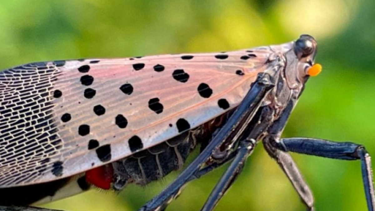 Pennsylvania Department of Agriculture urging residents to take action ...