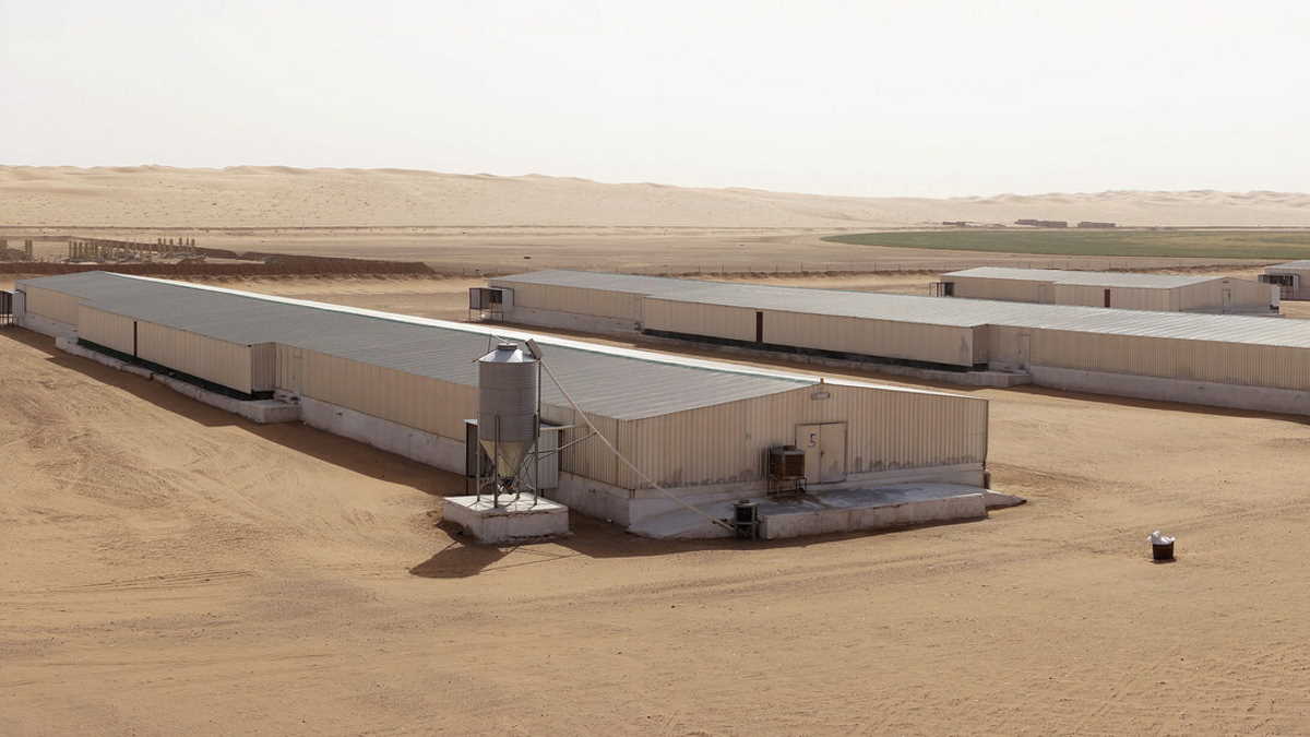 Tanmiah Food Company partners with MHP Group to boost Saudi poultry ...