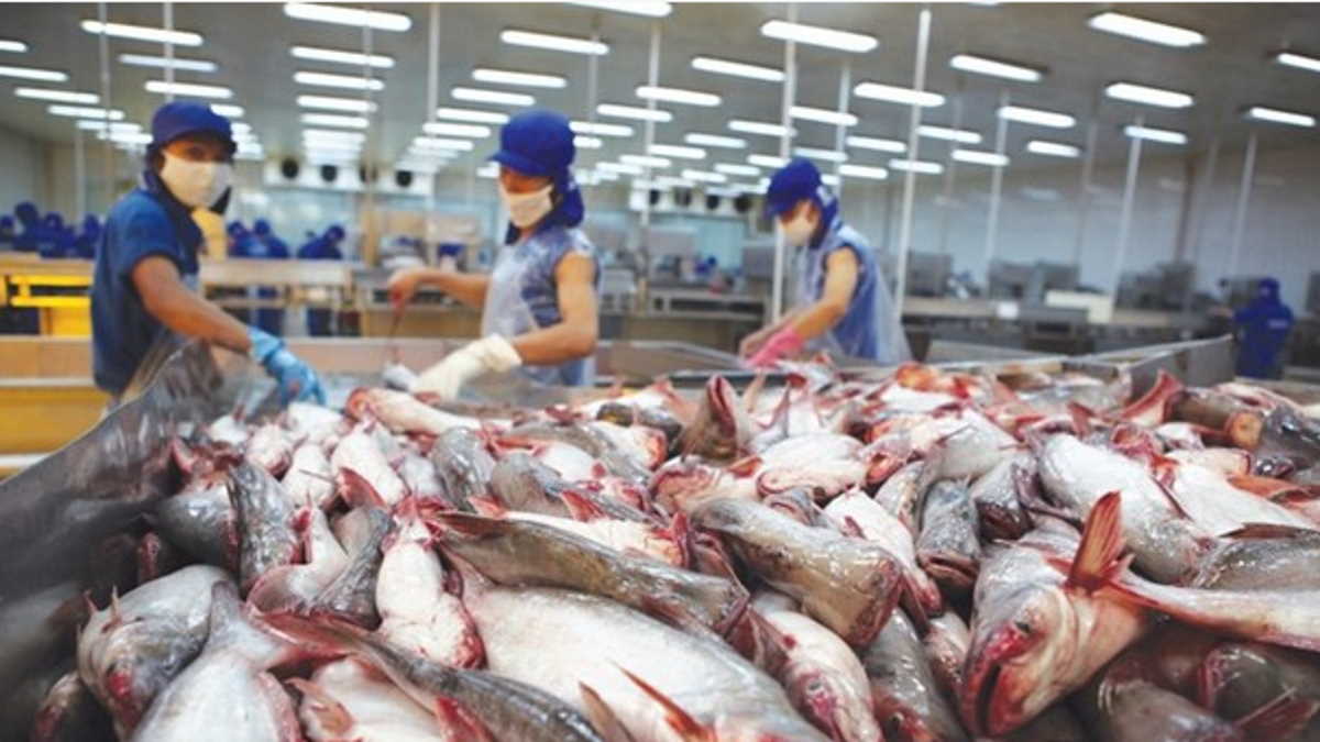Bright prospect for Vietnamese tra fish exports in 2023 | Agrifish ...