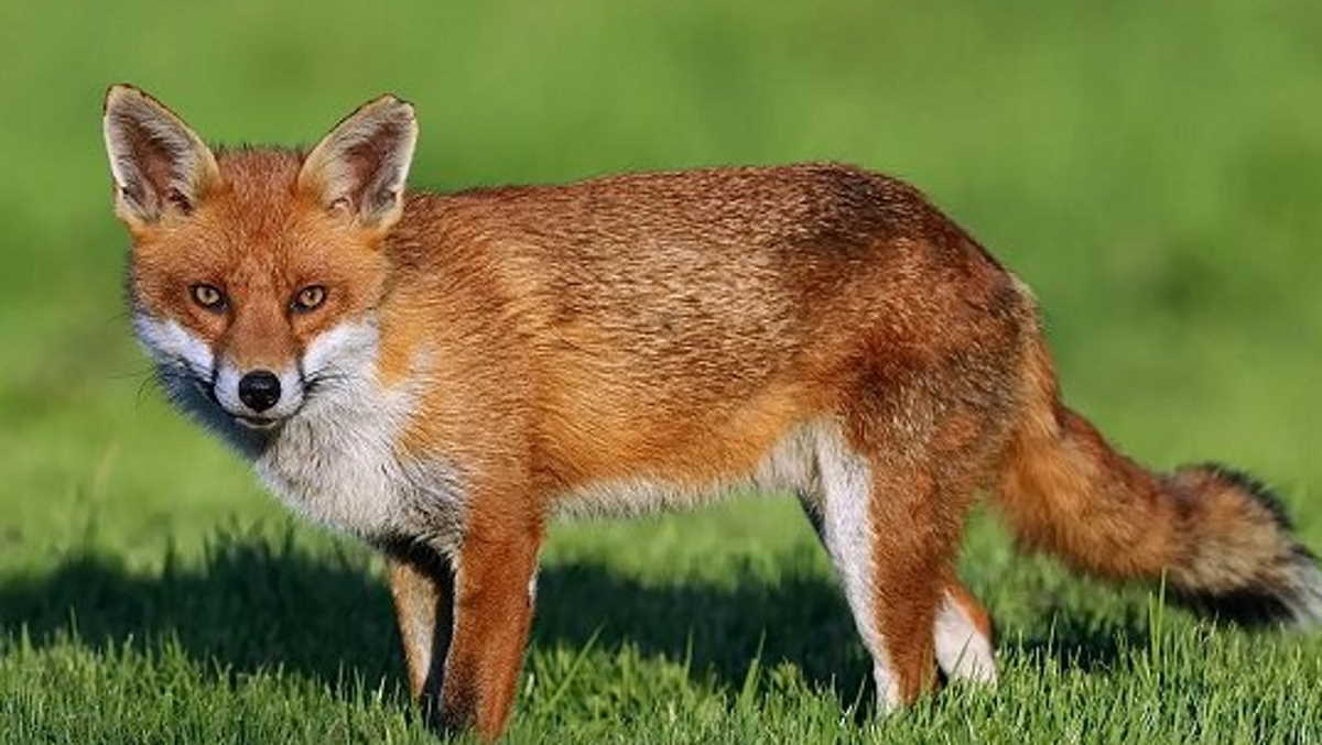 Bird flu spills over to otters and foxes in UK | Agrifish | POST Online Media