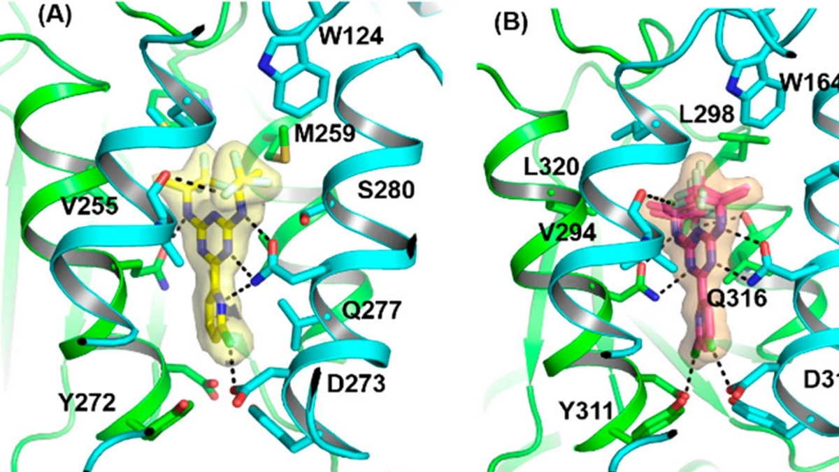 Vorasidenib granted fast track designation by FDA | Health | POST Online Media