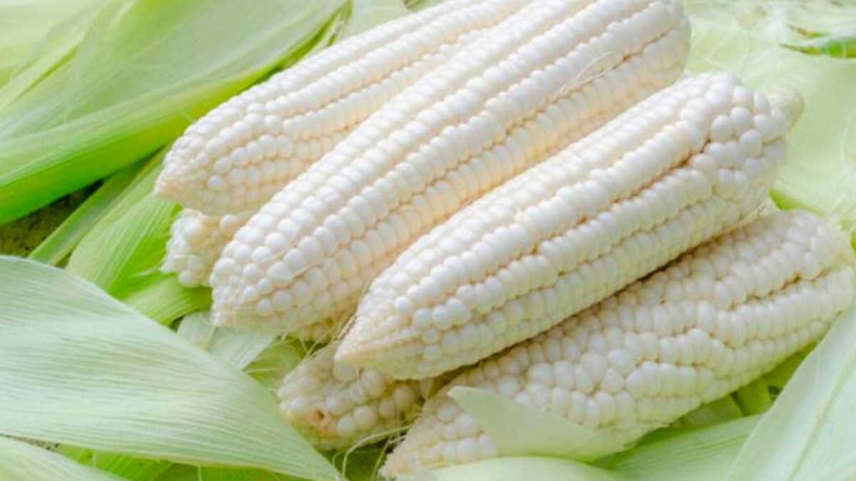 Mexico announces 50% tariff on white corn imports | Agrifish | POST ...