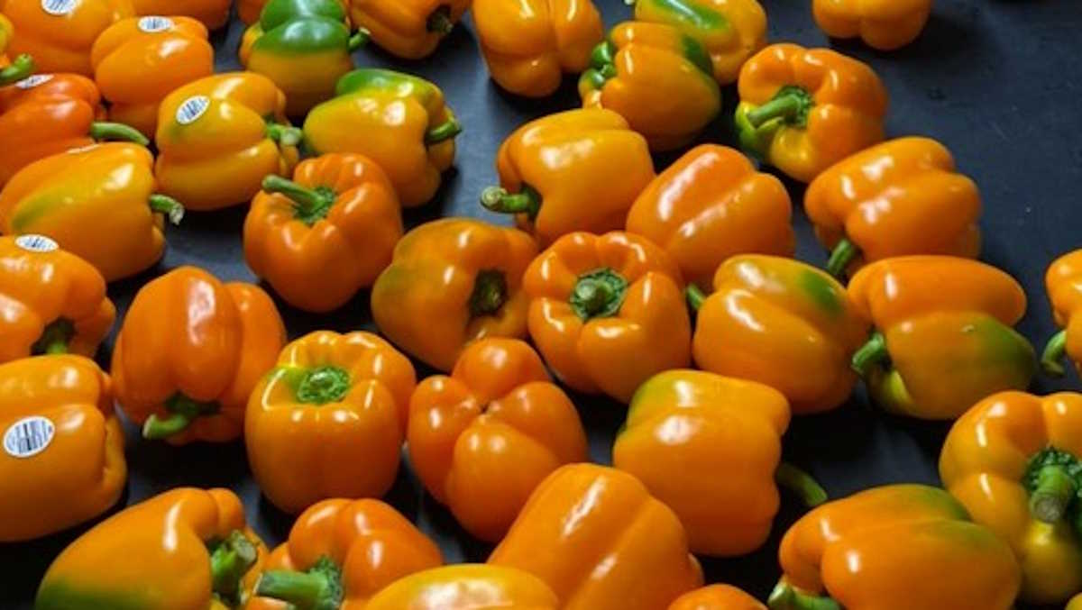 Colombian bell peppers will soon be exported to U.S. and Canada ...