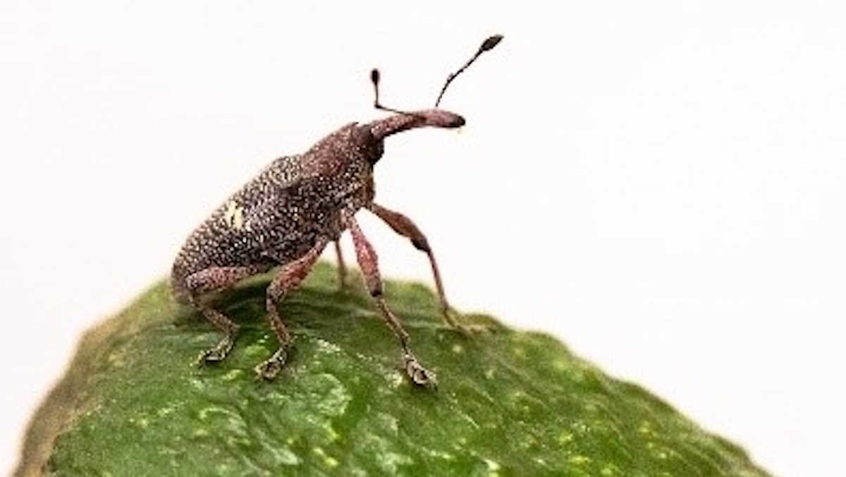 California: Invasive beetle detected in Central Valley almonds and ...