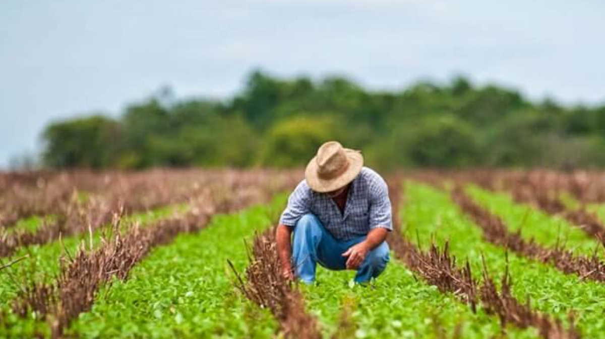 Brazil: 2021/22 grain crop grows 4% compared to the previous cycle ...