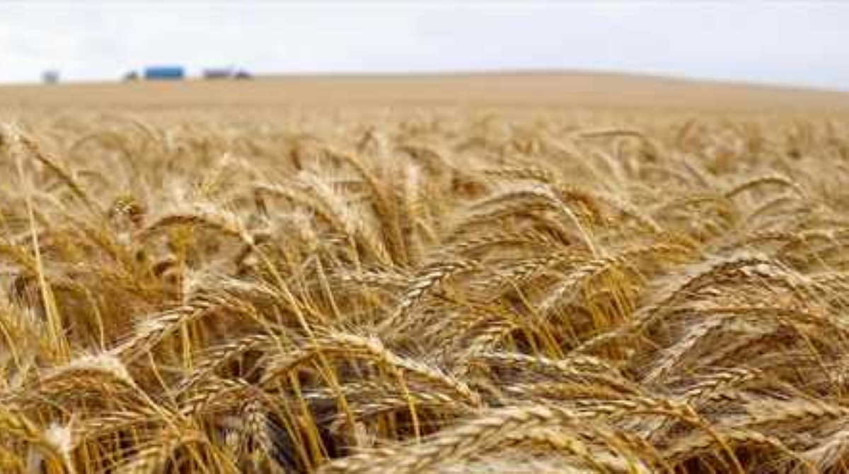Egypt tries to overcome grain crisis | Agrifish | POST Online Media