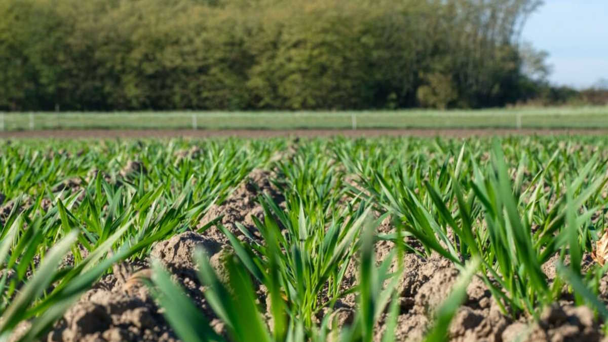 Germany's KWS launches phase two of seed plant in Ukraine | Companies ...