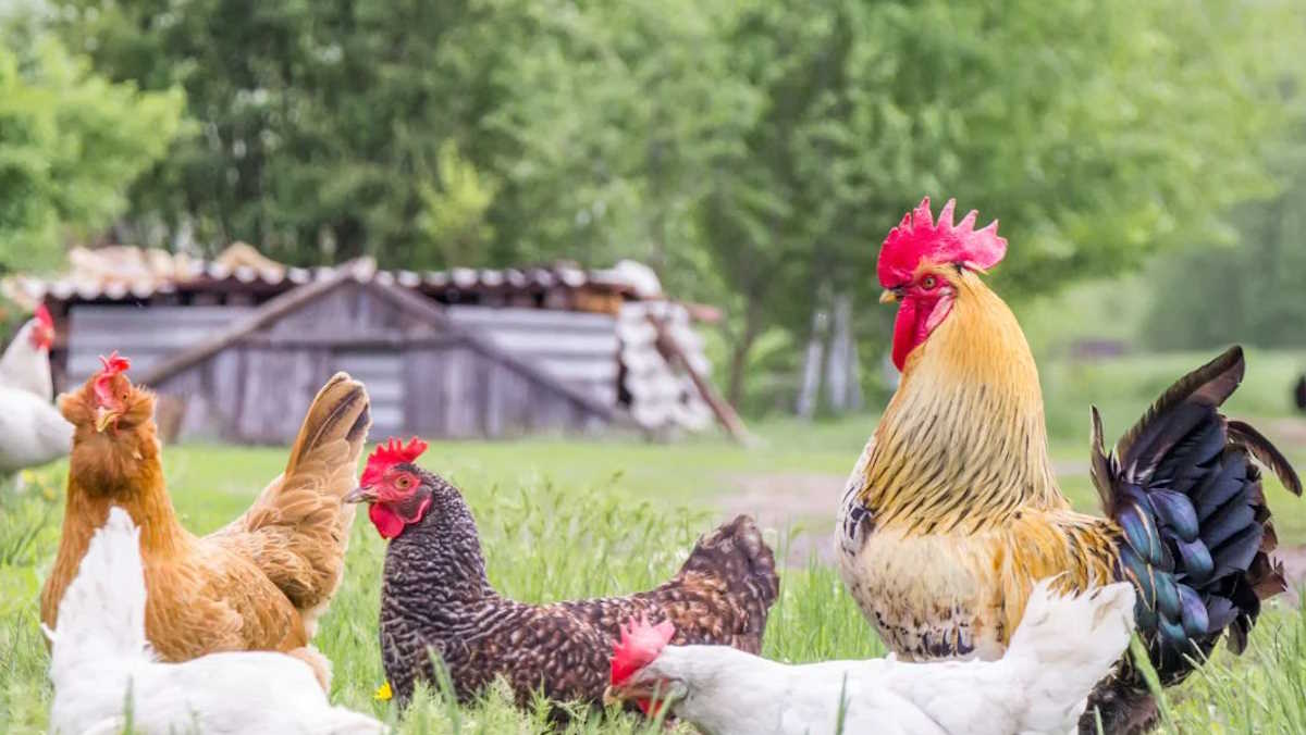 Ukraine lifts ban on import of live chickens, hatching eggs from Poland ...