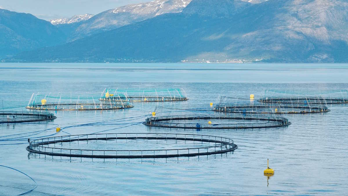 New Zealand develops salmon farming in open sea | Agrifish | POST ...
