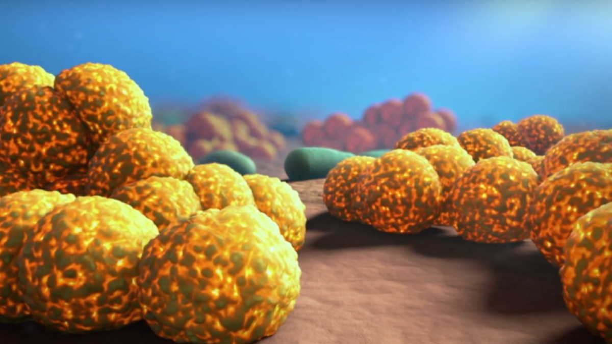 Micreos Pharmaceuticals' XZ.700 enzyme eliminates Staphylococcus aureus ...