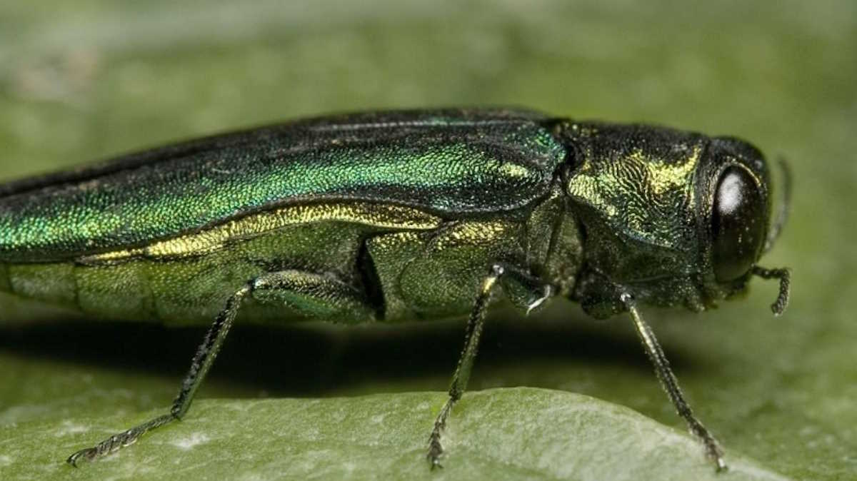Emerald ash borer confirmed in Palo Alto County, Iowa | Agrifish | POST ...