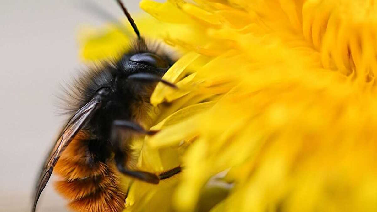 Rare species of wild bees discovered in Berlin | Meantime | POST Online ...